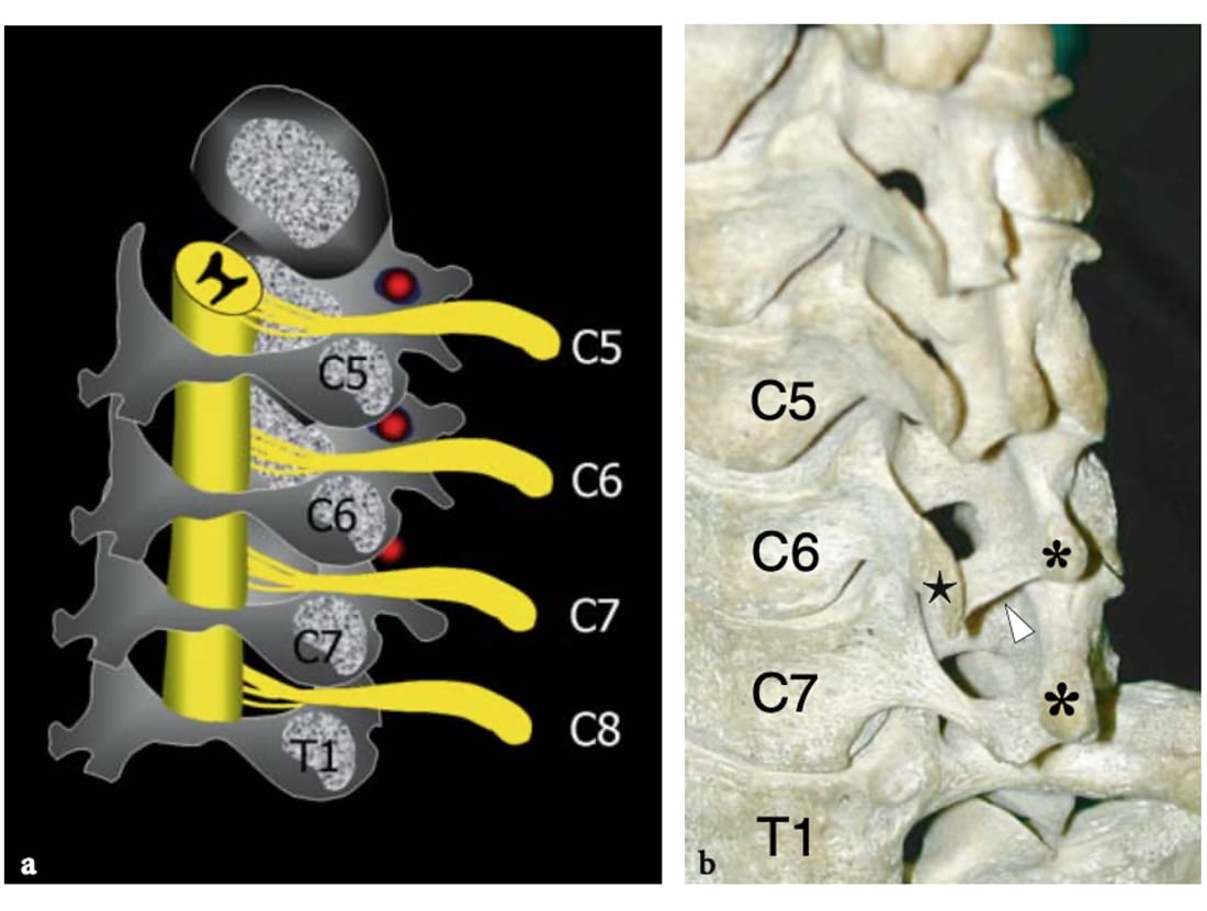 Ultrasound of the Musculoskeletal System | PocketEDU