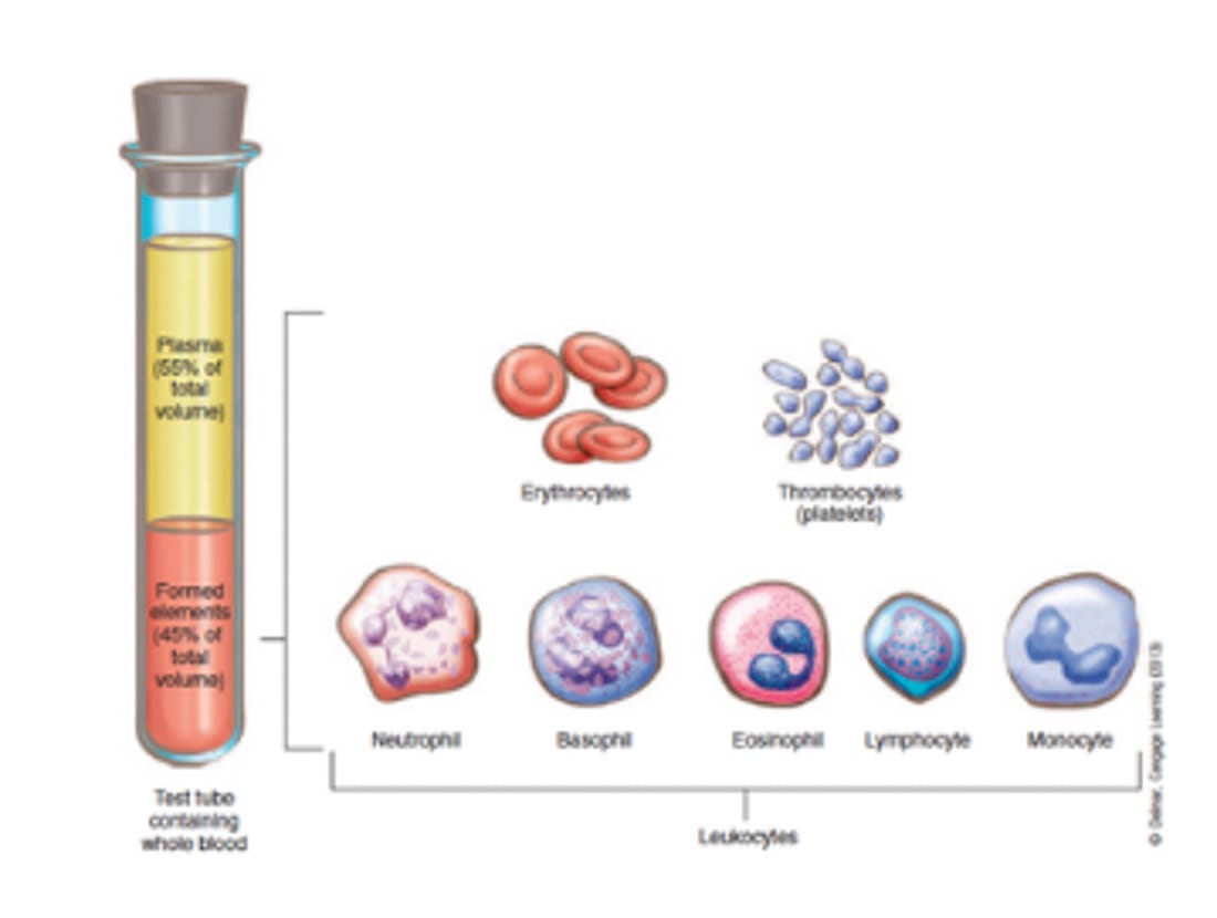 Medical Terminology | PocketEDU